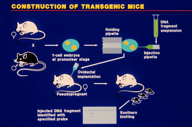 Science Info World Transgenesis