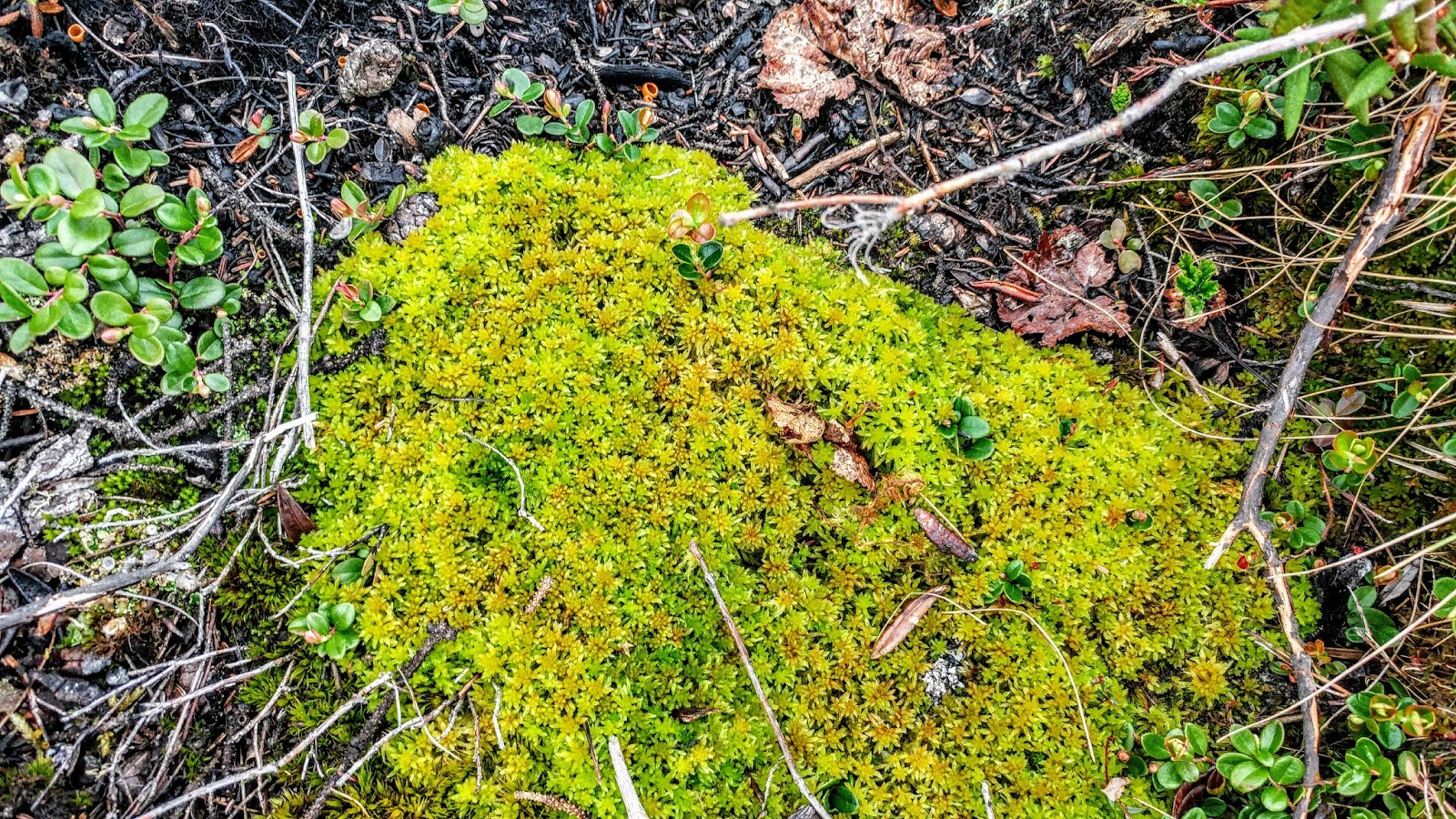 The 55th Parallel: Pictures 2017