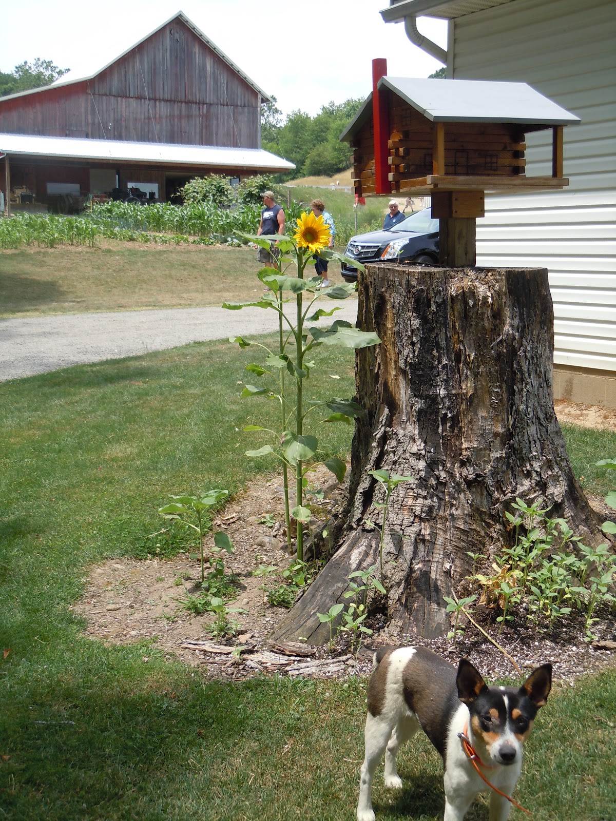 Aurora Blythe: Barn Tour