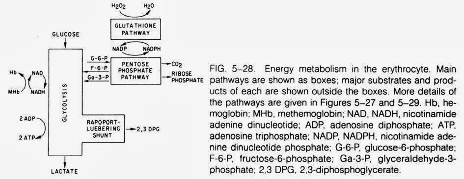 Biochemistry Class notes: RBC Metabolism Notes (Part 3) : Energy metabolism