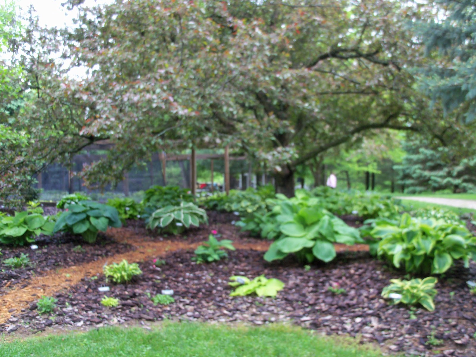 Beyond The Garden Gate: Flying Frog Farms, where hostas rule