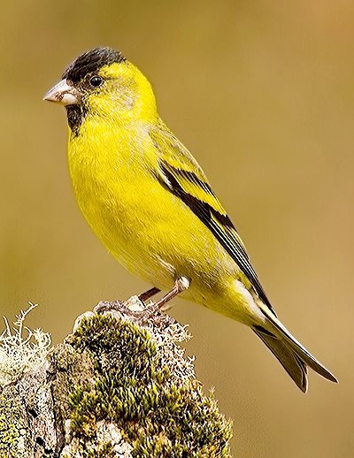 Pintassilgo, Tarin américain, Amerikaanse sijzen, Amerikanische zeisige ...