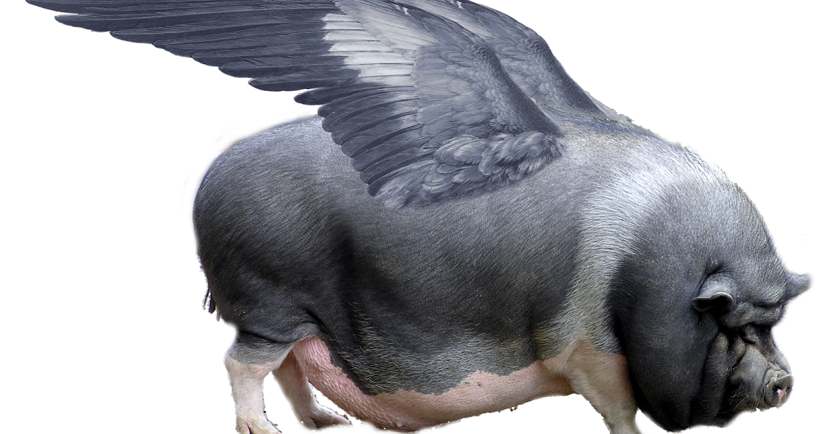ShukerNature: FLYING PIGS - IN PURSUIT OF PIGASUS AND OTHER PORKERS ON ...