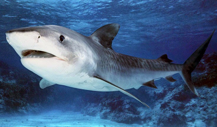 Animals of the world: Spinner shark