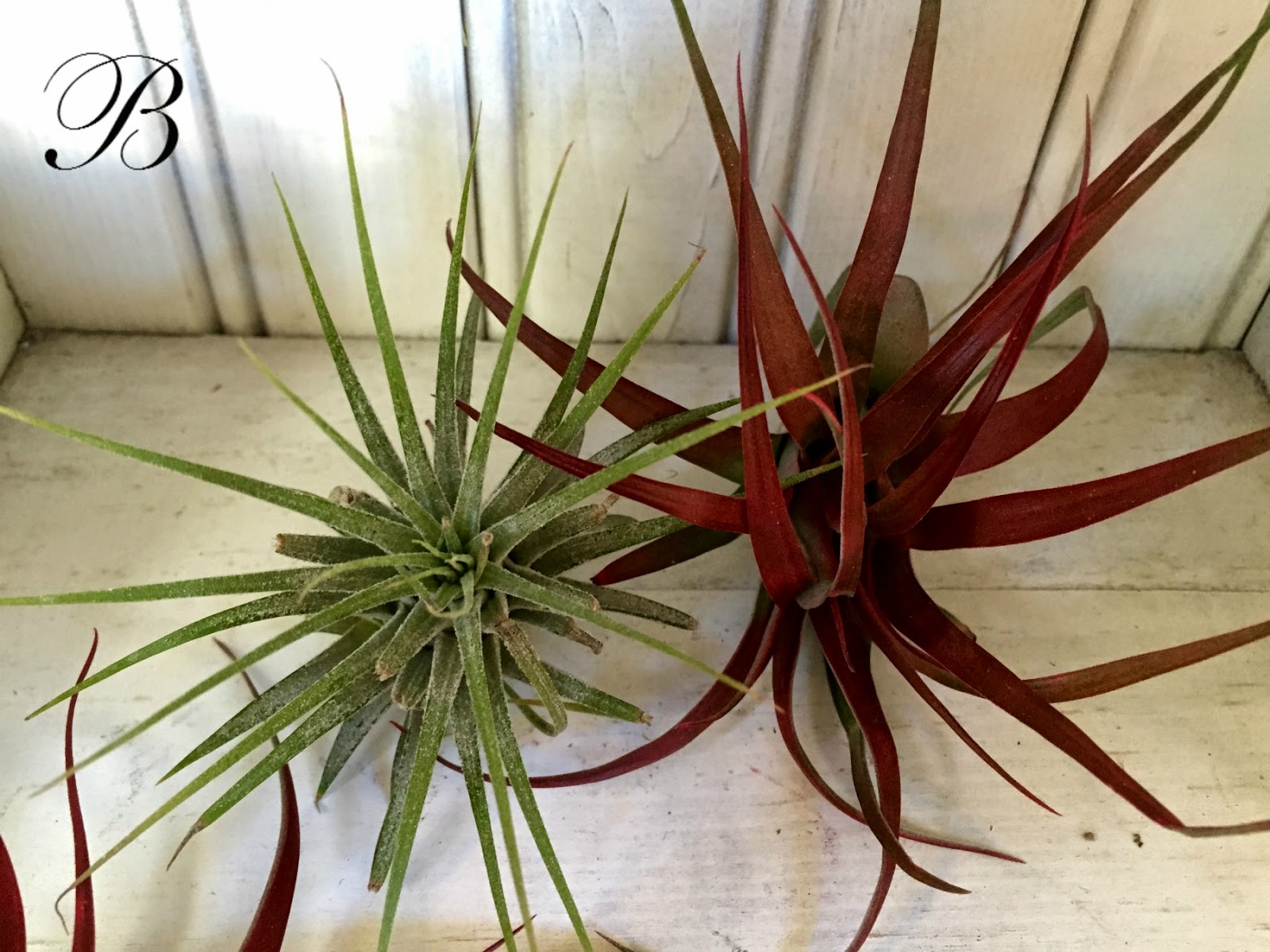 Bank of Flowers: Air Plant Inspiration