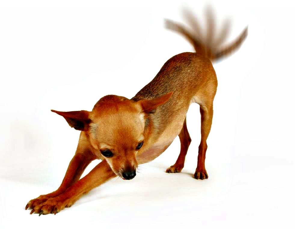 Signatus : EL DECRETO DE LOS RABOS. PREGUNTAS FRECUENTES