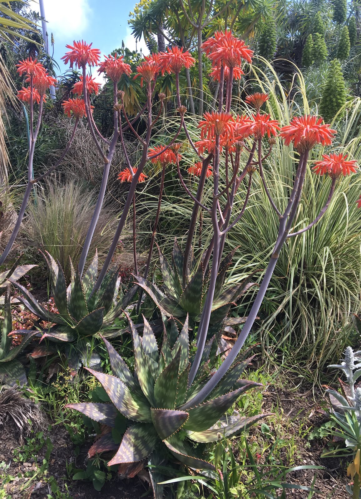 Pennsylvania Street Gardens: Plant Profile: Aloe maculata (Soap Aloe)
