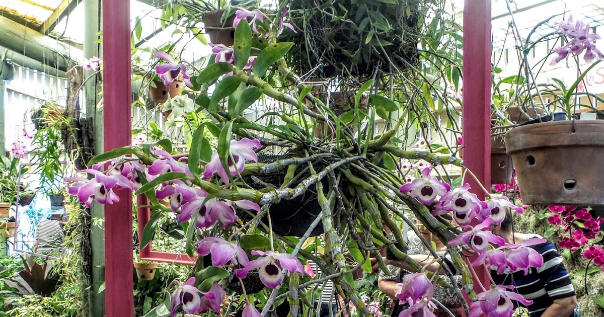 HAPPY RETIREE'S KITCHEN : Celebrating Spring at the Annual Mackay ...