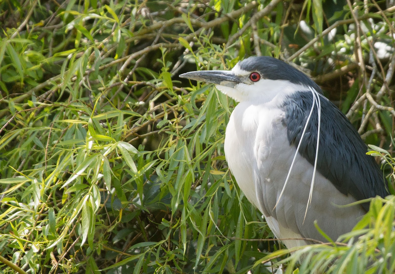 Austin's Birding Blog: 25/04/2017 The Quarry at Dingle Gardens, Shrewsbury