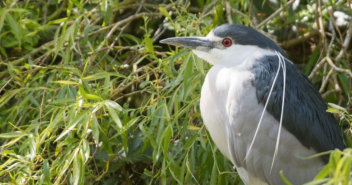 Austin's Birding Blog: 25/04/2017 The Quarry at Dingle Gardens, Shrewsbury