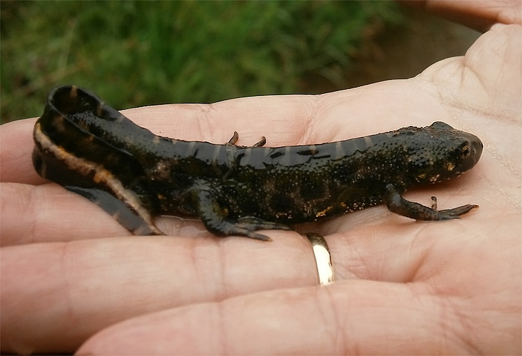 Tritones en la zona de Beranga