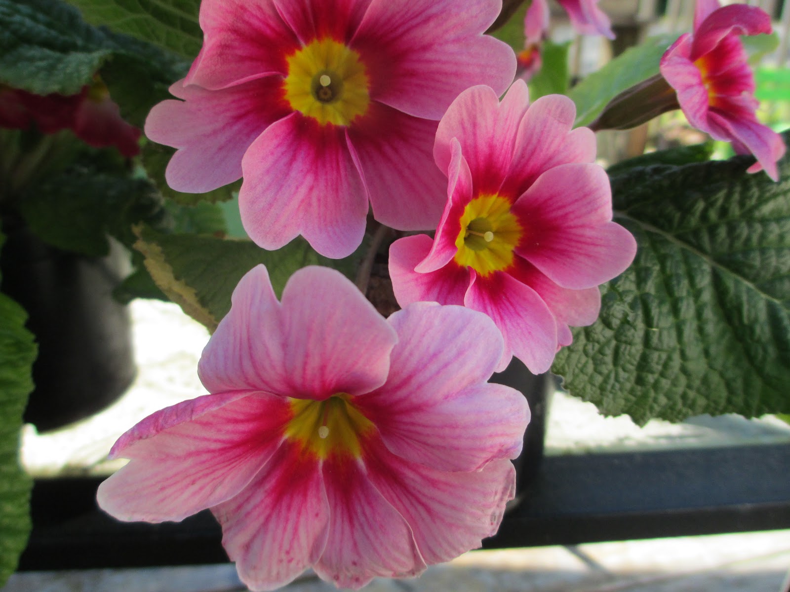 Scene Through My Eyes: Primroses