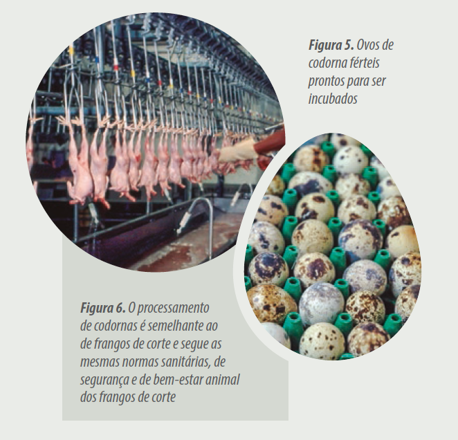 Clube da Codona: Sistemas de produção de codornas