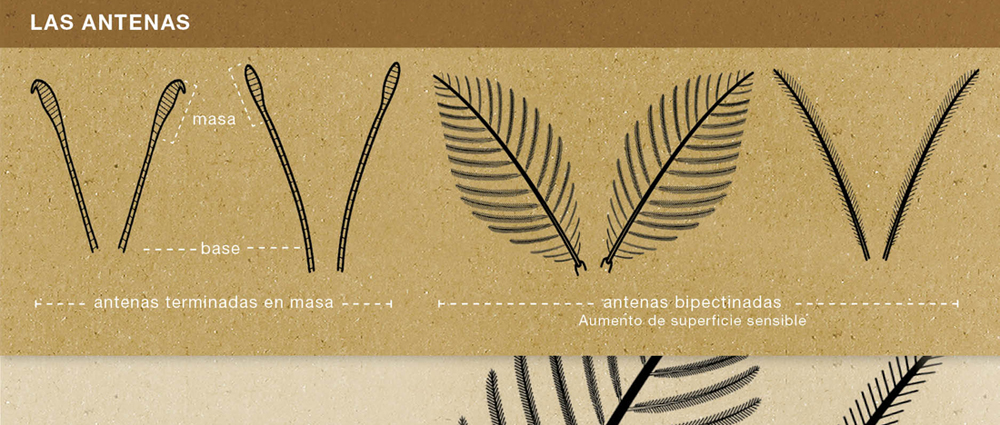 insectos : DIVERSIDAD DE INSECTOS