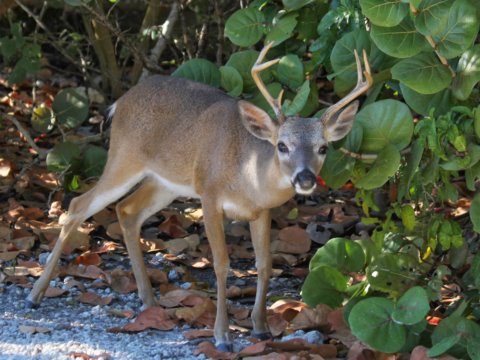 Visions From Key West