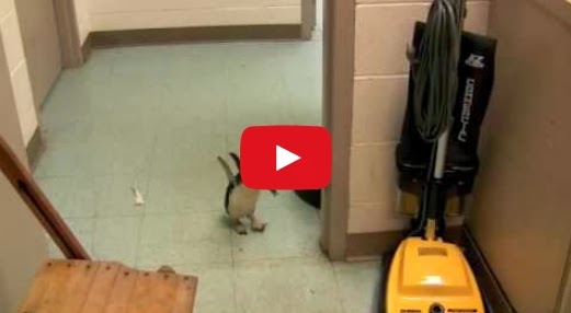 Little Penguin being tickled and Laughing out loud - Must Watch Video