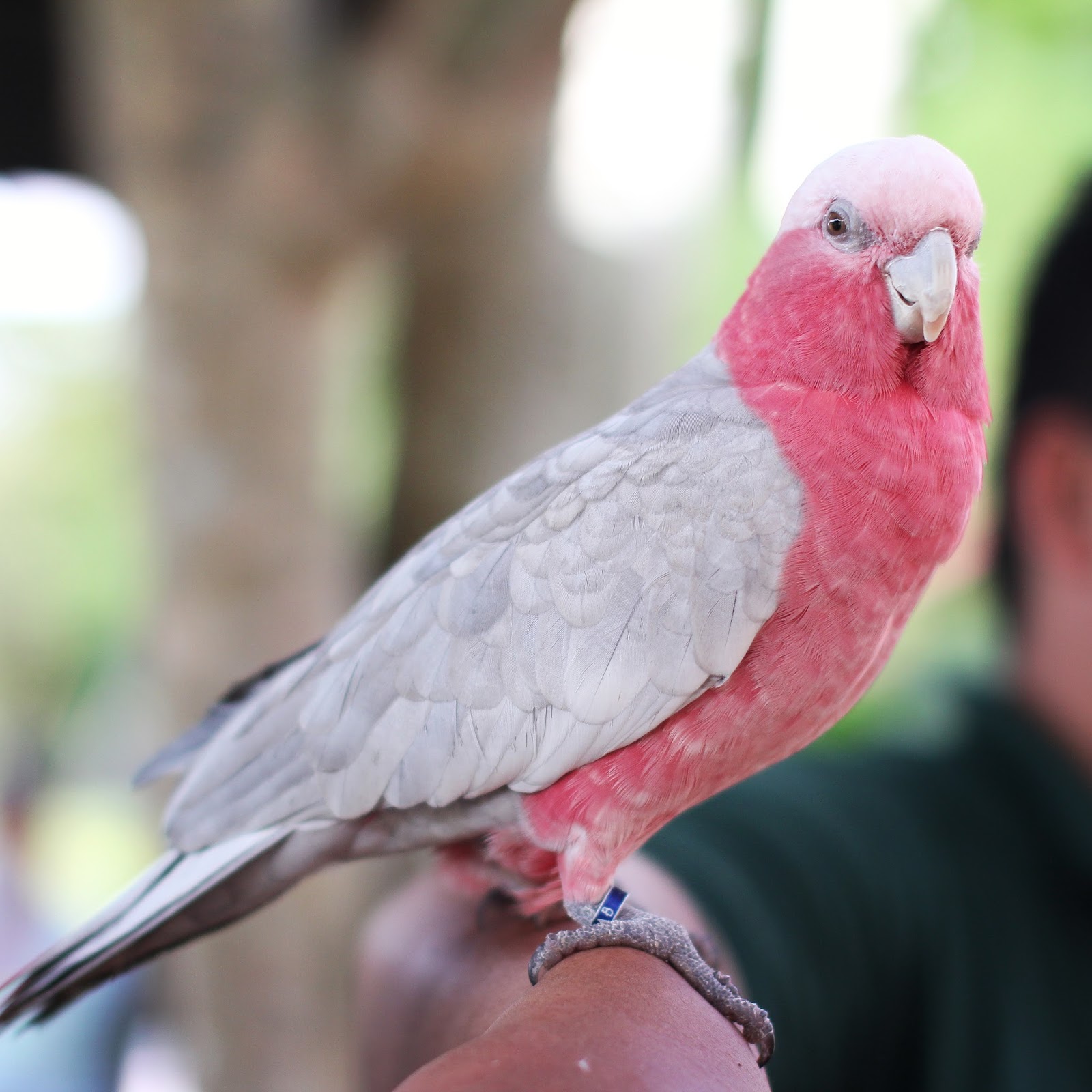 RUSH DONE MTB: MAEPS G2G ANIMAL GARDEN - 60D