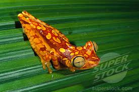 Types of different frogs: Chachi Tree Frog