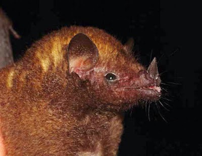 Sciency Thoughts: A new species of Disk-winged Bat from Peru and Brazil.