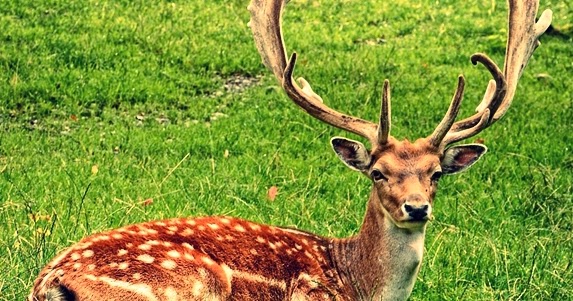 24+ Rusa Termasuk Jenis Hewan, Konsep Terkini!