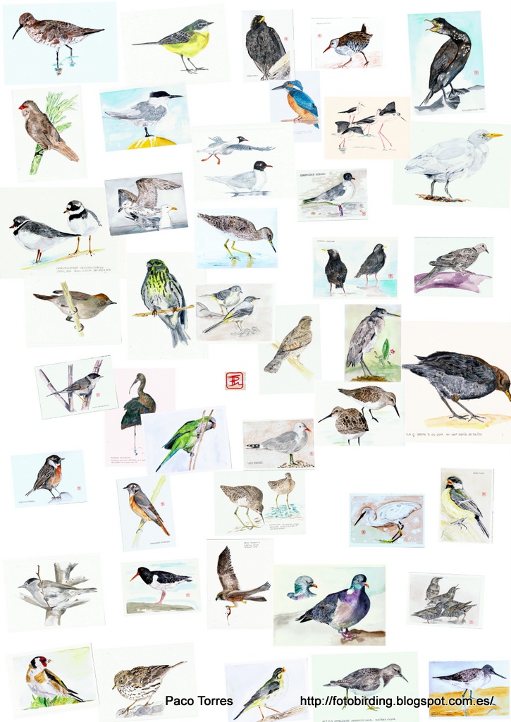 Fotobirding en Sant Adrià de Besòs: +6 acuarelas y un collage de aves ...
