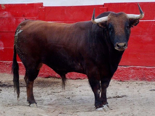 Lascosasdeltoro: Toros de Jaral de Peñas para Guadalajara.