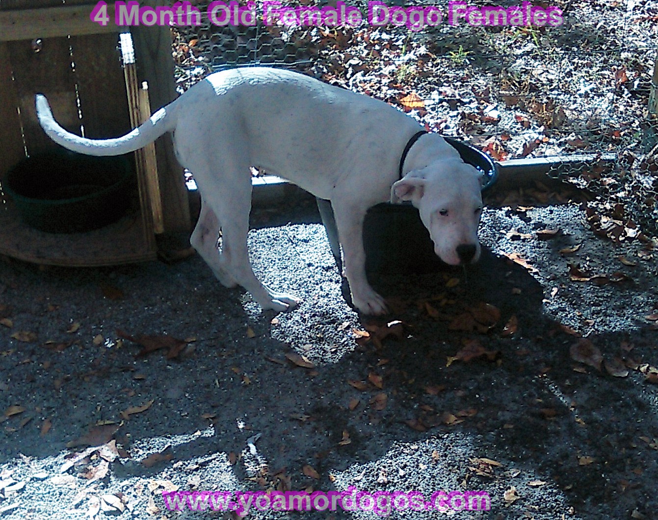 Yo Amo Dogos aka Yo Amor Dogos: Four Month old Female Dogo Argentino ...
