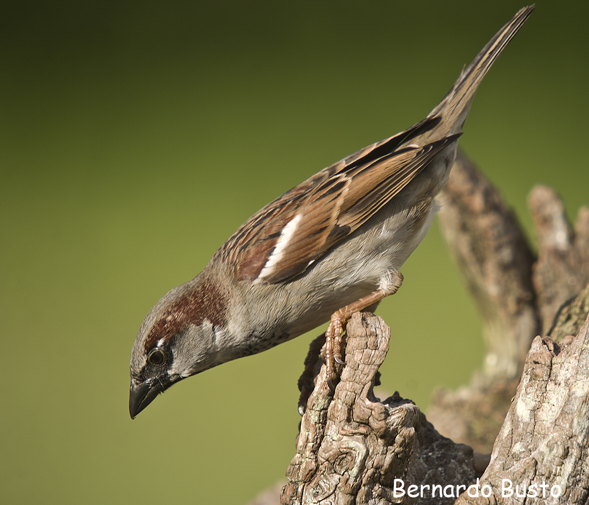 RÍA DE LA VILLA: Una de Gorriones
