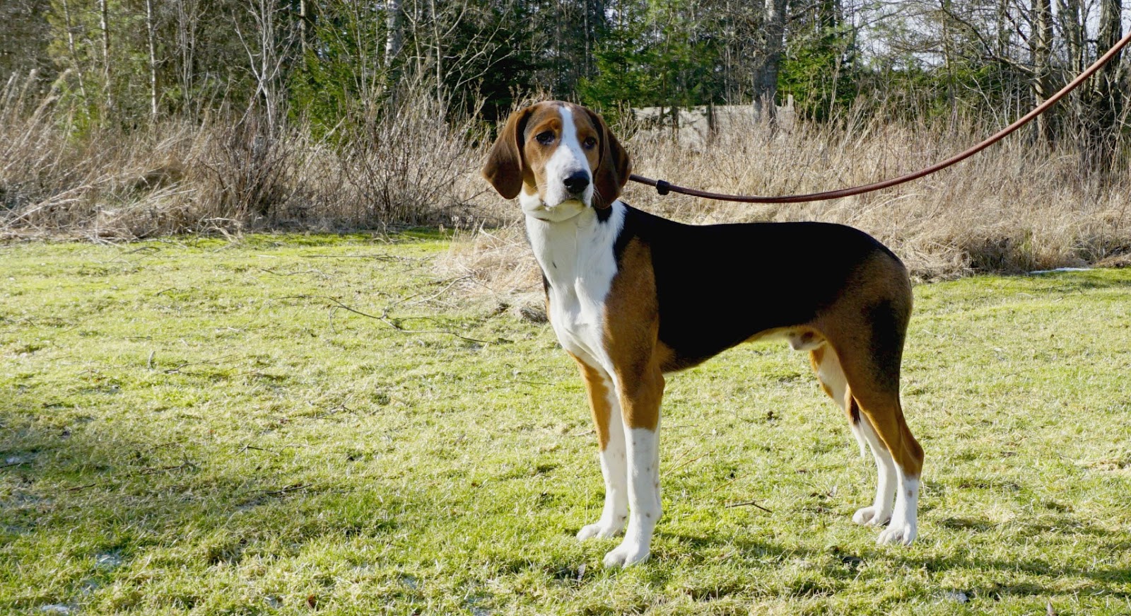 Belger du Nord: Belger du Nord Axel