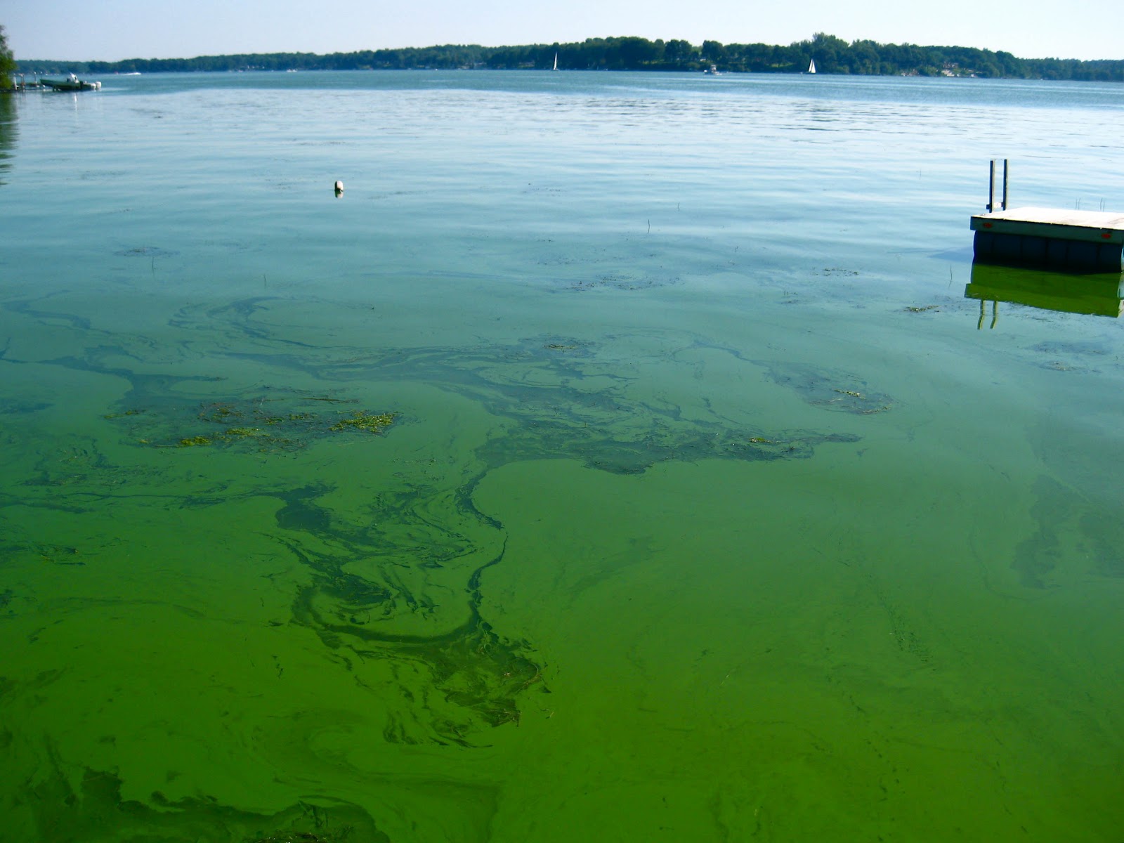 NY Sea Grant funds Lake Ontario algal bloom research on Sodus Bay ...
