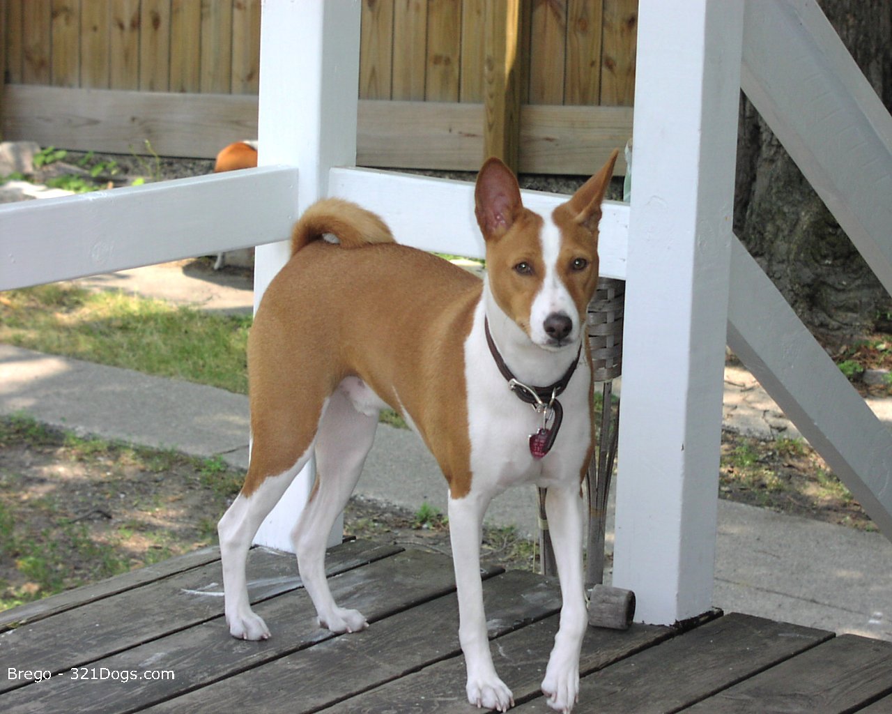 Hound Dog Breeds Pictures and Information