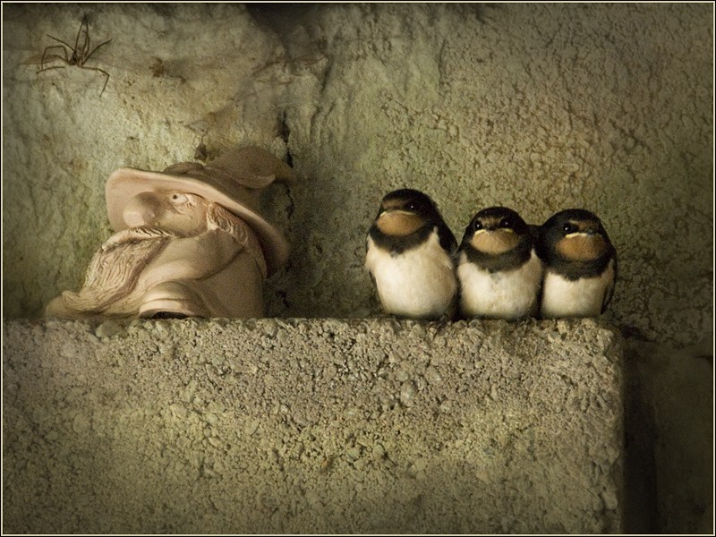 CEMANI PATI: Cara Cepat Sukses Budidaya Burung Walet Rumahan