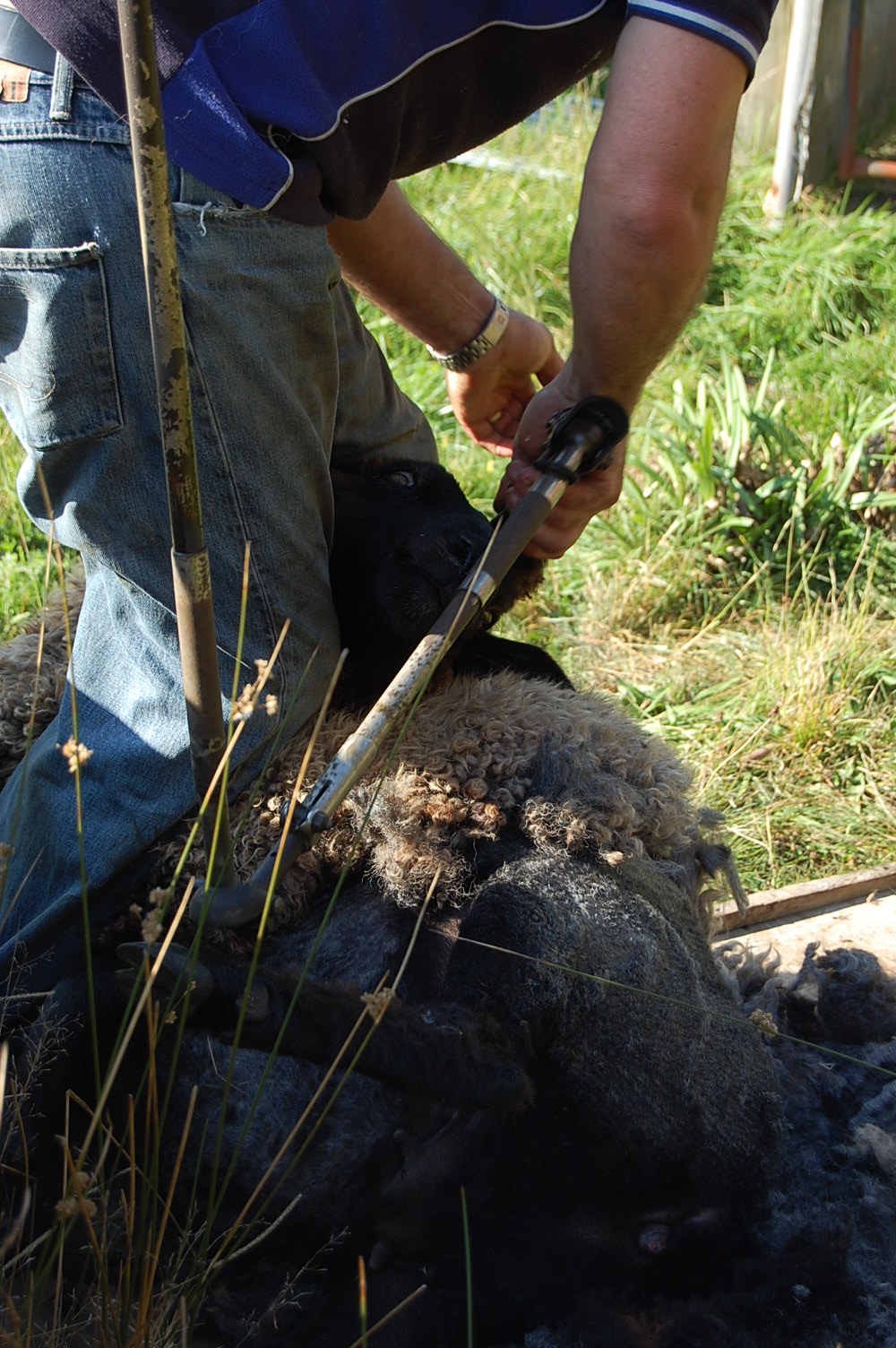 Living a Life at the Beach: The sheep shagger............