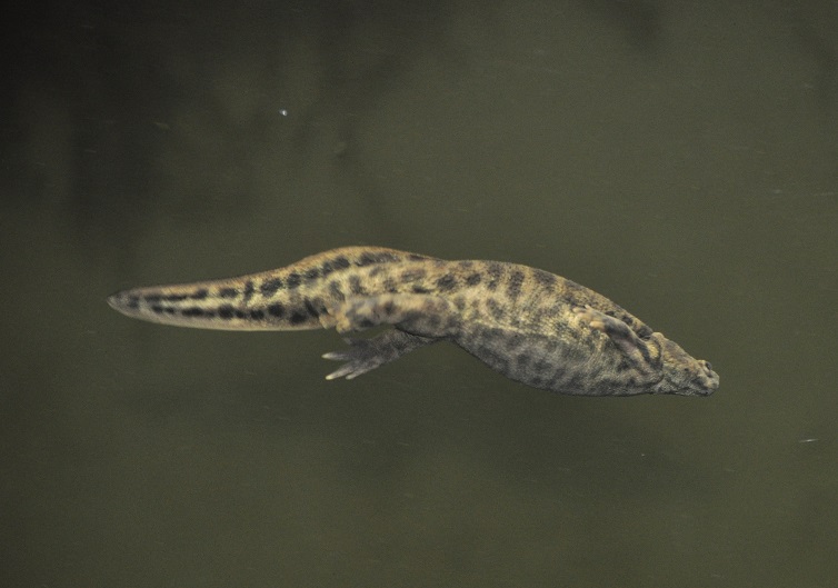 ZOOTOGRAFIANDO (6.100 ANIMALS): GALLIPATO / IBERIAN RIBBED NEWT ...