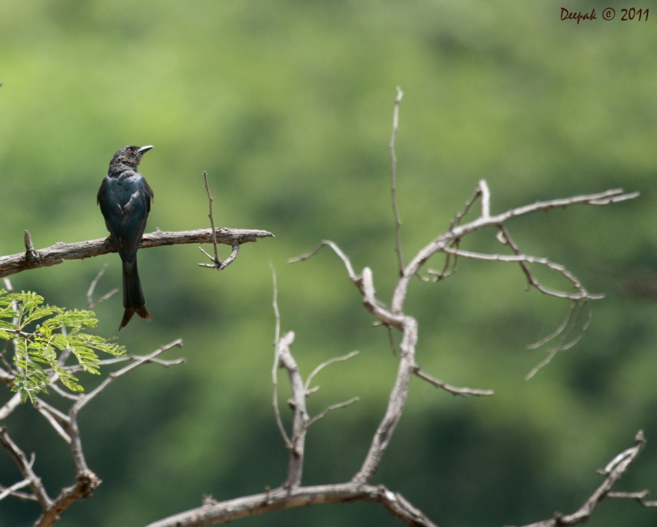 Pakshi Loka: Birding Around Malavalli and JLR Doddamakali