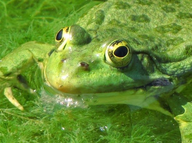 Ana Mardoll's Ramblings: Open Thread: Frog