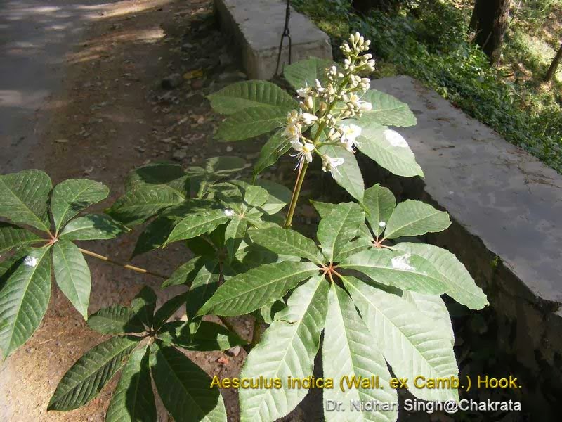 Medicinal Plants: Aesculus indica Indian, Horse Chestnut