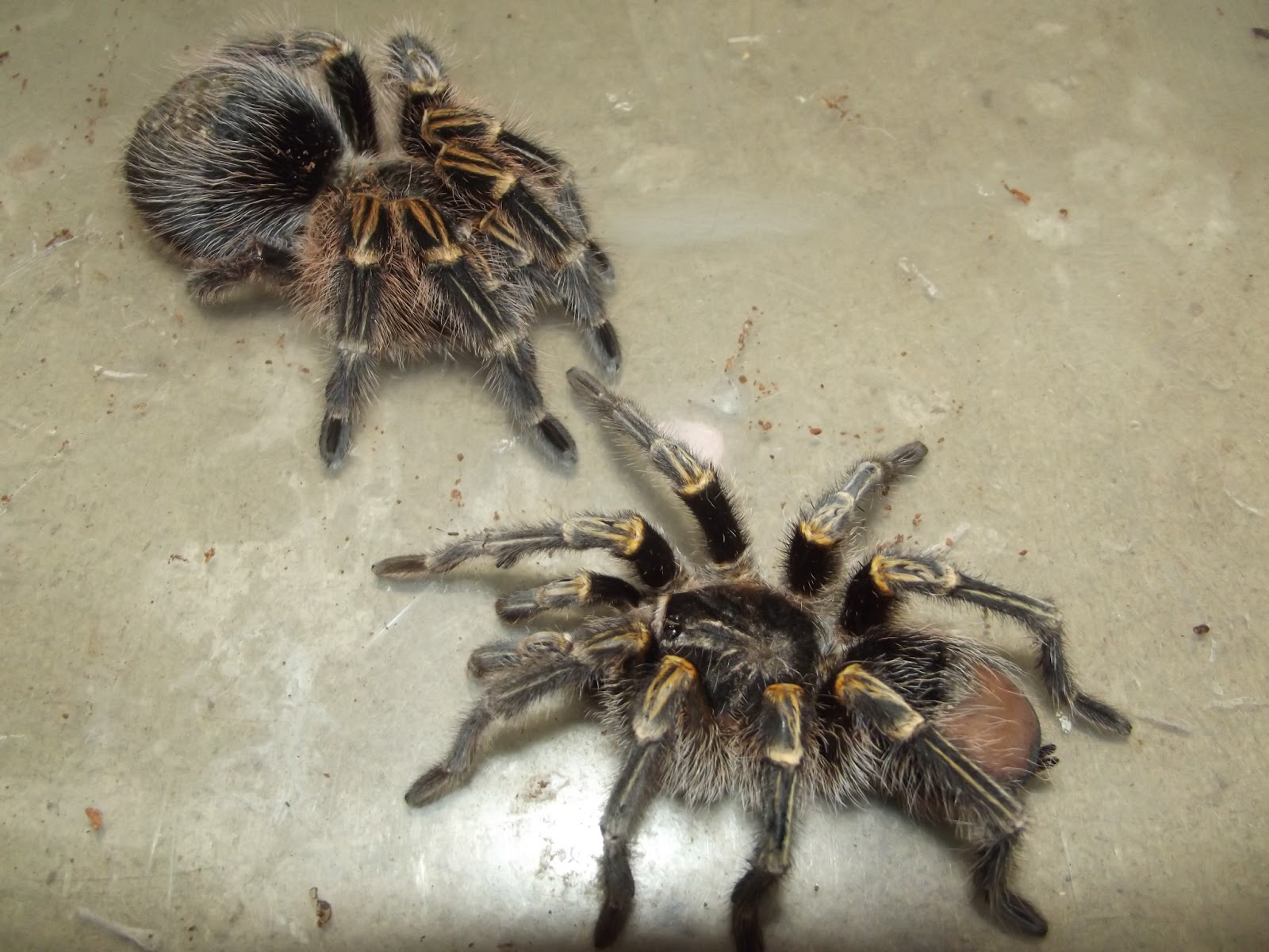 Tarantula Species