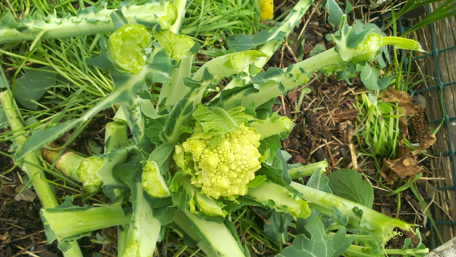 Glut: a year in my patch: Saturday Spotlight: Romanesco Broccoli