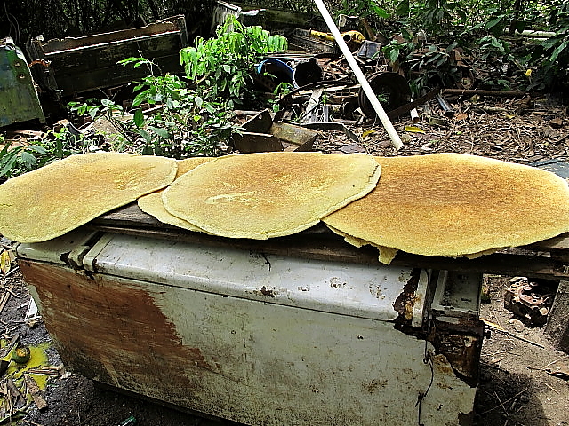 The Adventures of Andrea and Salvador: Making Cassava Bread!