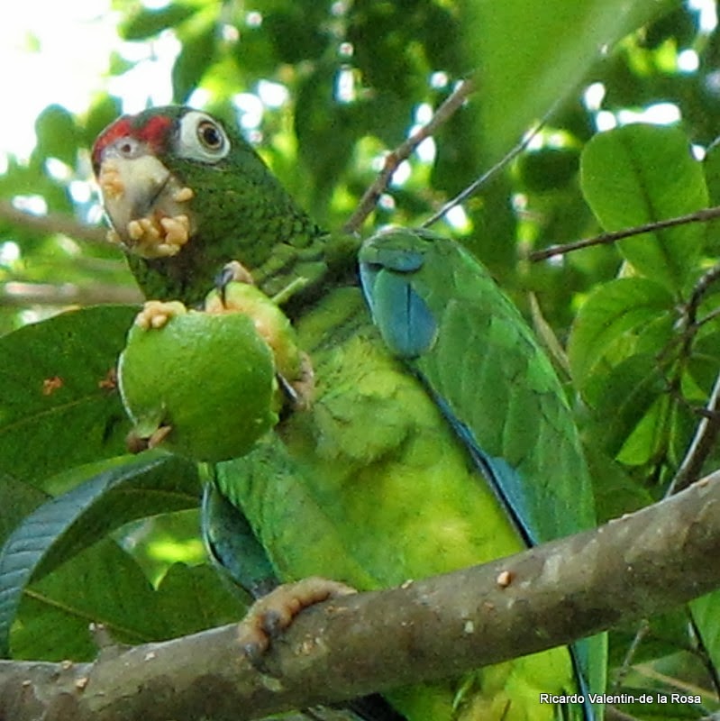 Ricardo's Blog, : A Puerto Rican parrot, Amazona vittata, feeding on ...