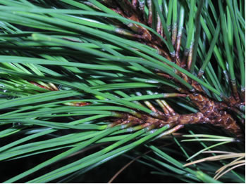 Botânica- Taxonomia: Coniferophyta(Coniferófitas)