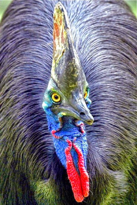CASSOWARY photos - wallpapers (ανανεωμένο) | the fun bank