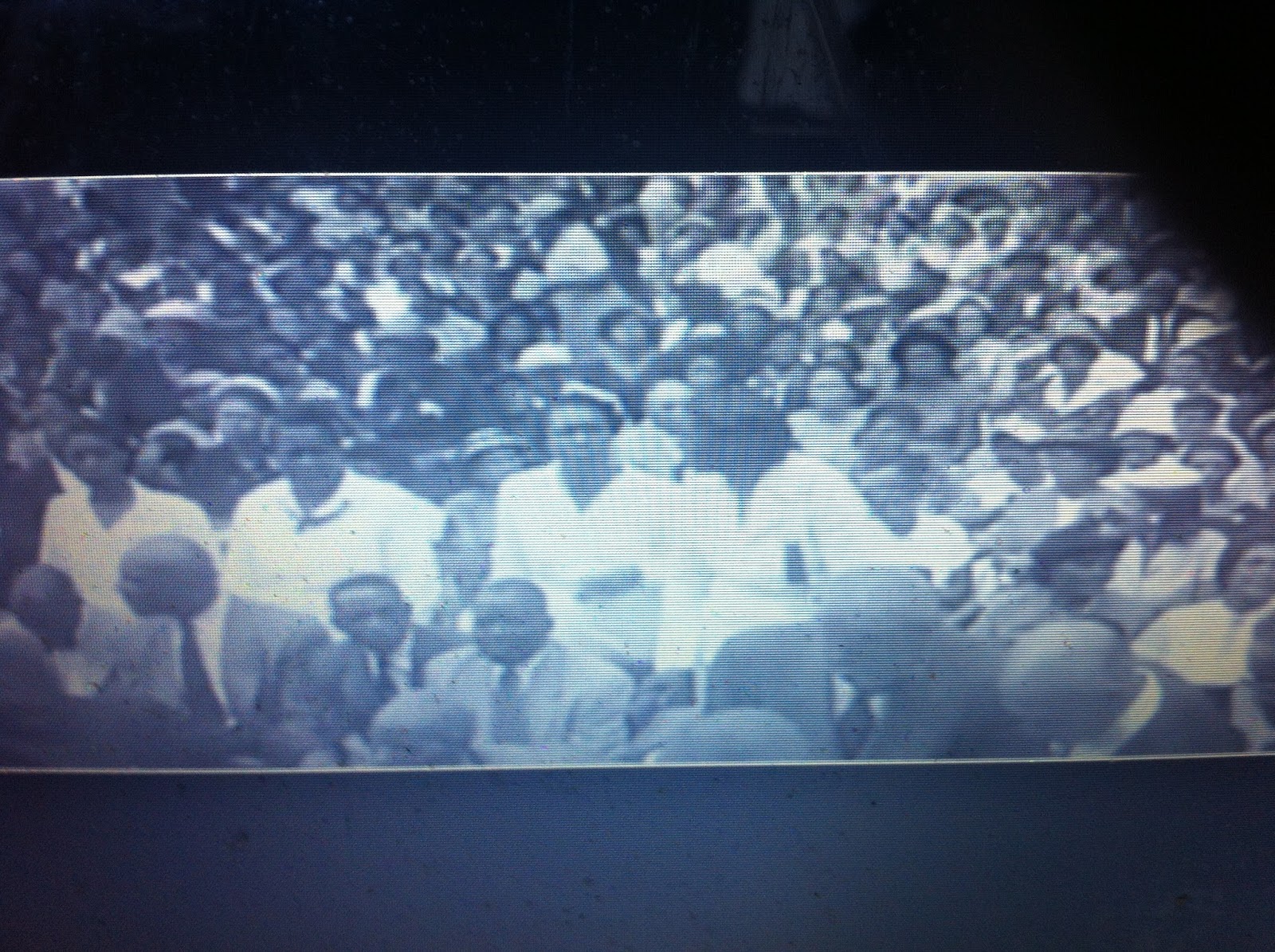 THE BLACK SOCIAL HISTORY:: BLACK SOCIAL HISTORY - AFRICAN AMERICAN ...