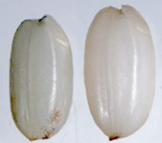 Genetically modified has 25% higher yield from larger grains ...