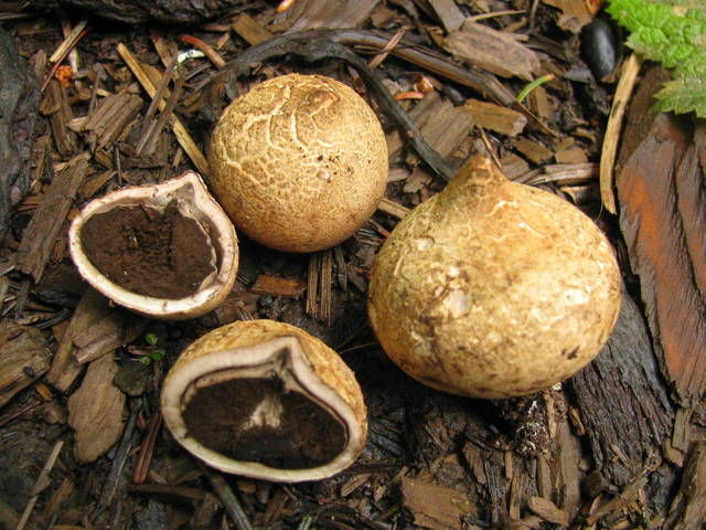 Real Monstrosities: Earthstar