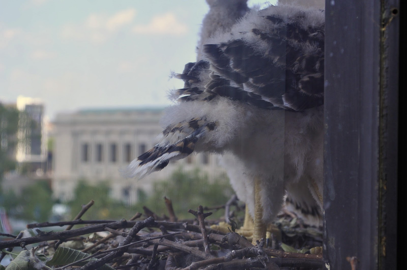 Hawkwatch at the Franklin Institute: Sssteamy hot in Philadelphia