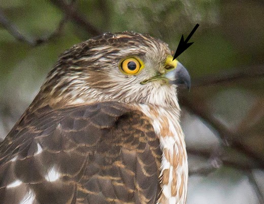 Alix Arthur d'Entremont: Cere position on Sharp-shinned & Cooper's