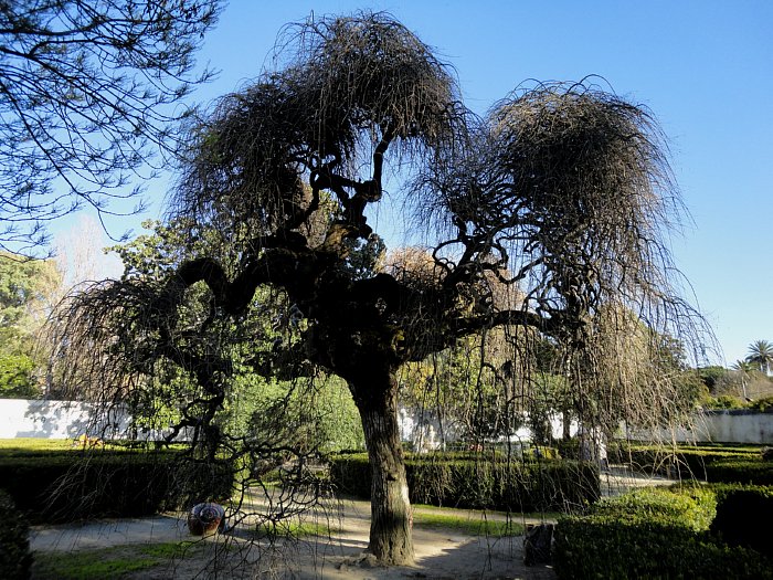 Lisbon and the Sunny Coast: Japanese Acacia