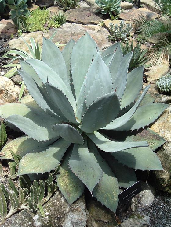 Conoce las 9 Especies de Agaves Mezcaleros de Oaxaca - Vive Oaxaca